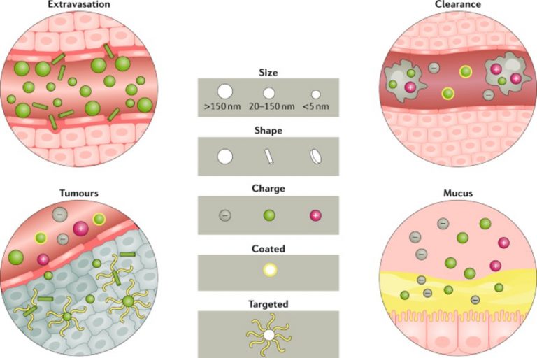 Advancements in Cancer Treatment: Harnessing Nanoparticles for ...