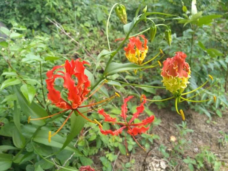 Medicinal value of Senganthal flower - Bannari Amman Institute of ...