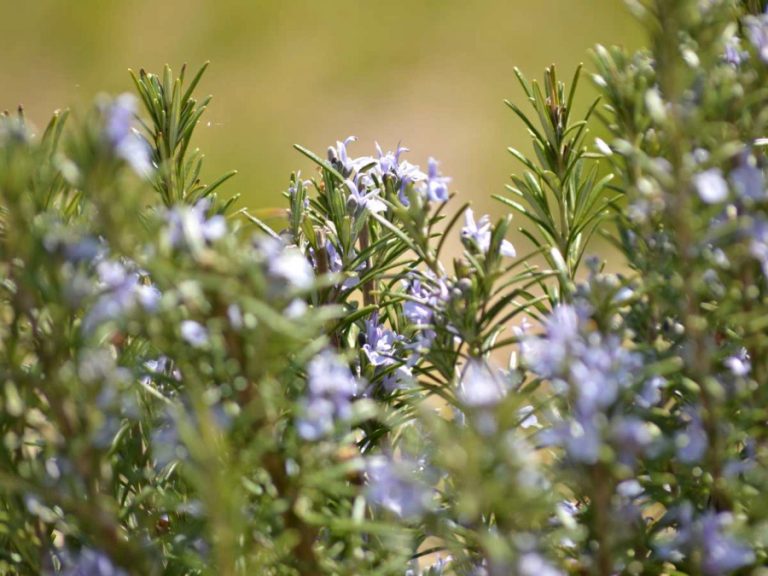 Rosemary: The Versatile Herb for Culinary and Wellness - Bannari Amman ...